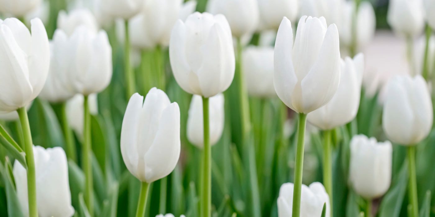 Making Amends: Your Guide to Apology Flowers | Floraly