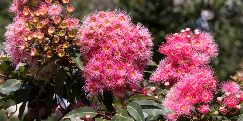 A Quick & Easy Guide to Australian Native Plants | Floraly