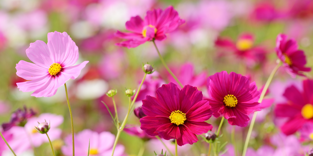 October Birth Flowers & Meanings: Cosmos & Marigold | Floraly