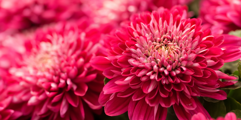 November Birth Flowers: Chrysanthemums & Peonies | Floraly
