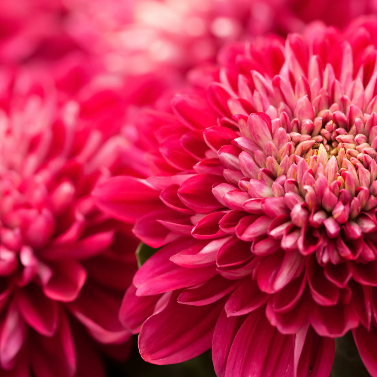 November Birth Flower Images