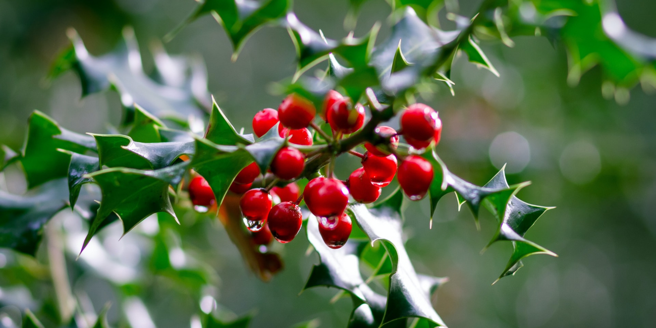 December Birth Flowers: Narcissus, Poinsettia & Holly | Floraly