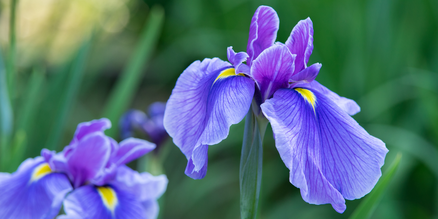 The Iris Flower: Meanings, Images & Insights | Floraly