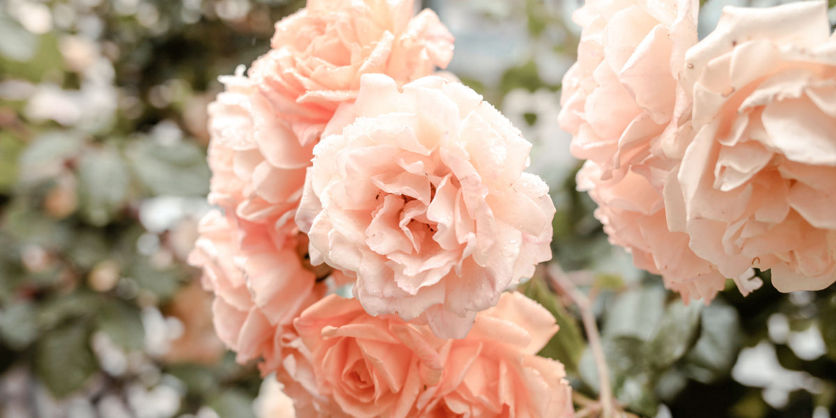 June Birth Flowers & Meanings: Rose & Honeysuckle