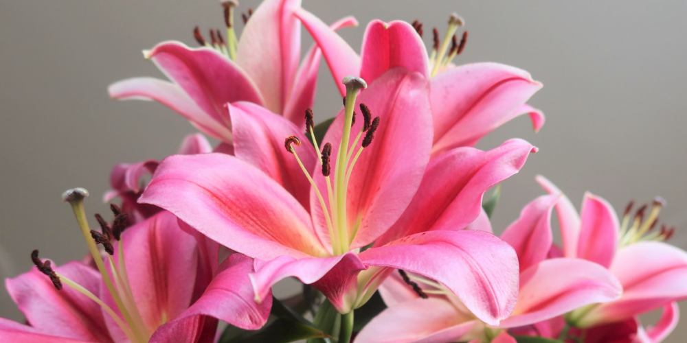 What Do Lilies Represent? | The Floraly Journal