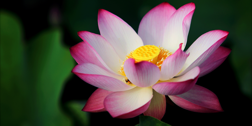 Symbolic Meaning Of Lotus Flower