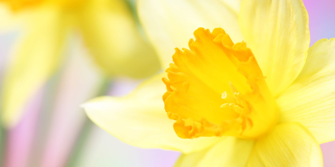March Birth Flowers and Meanings: Daffodils & Jonquils