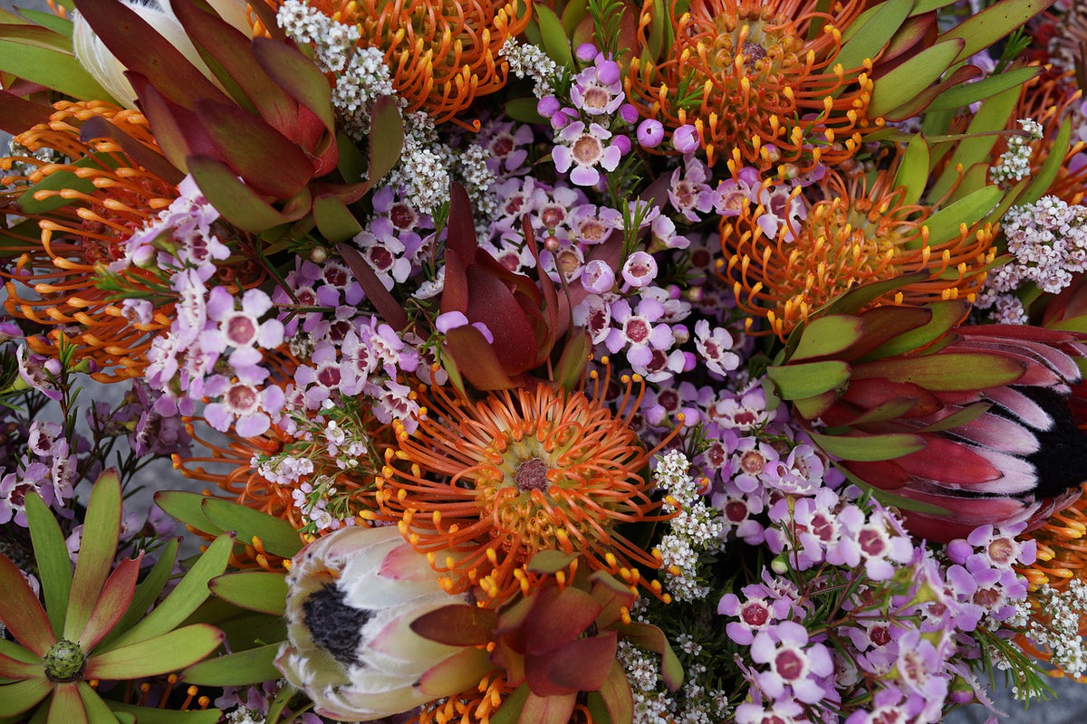 Your Guide to Australian Native Flowers | Floraly