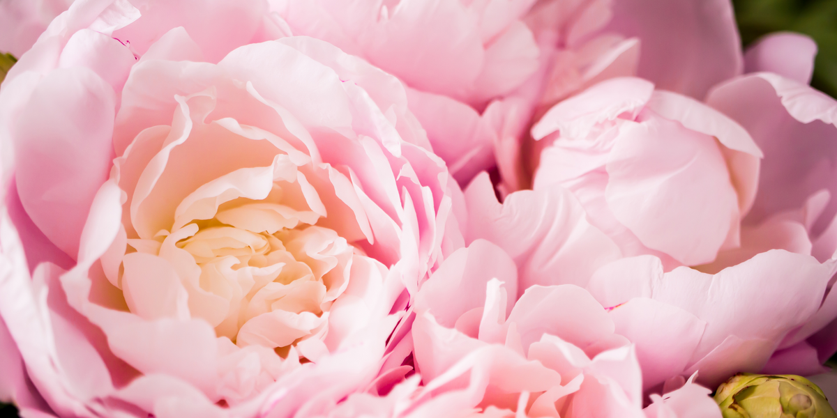The Peony Flower: Meanings, Images & Insights | Floraly