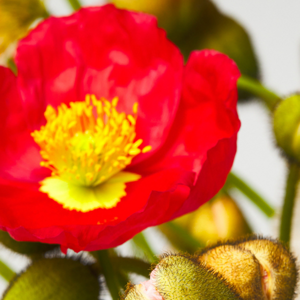 August Birth Flower Poppy