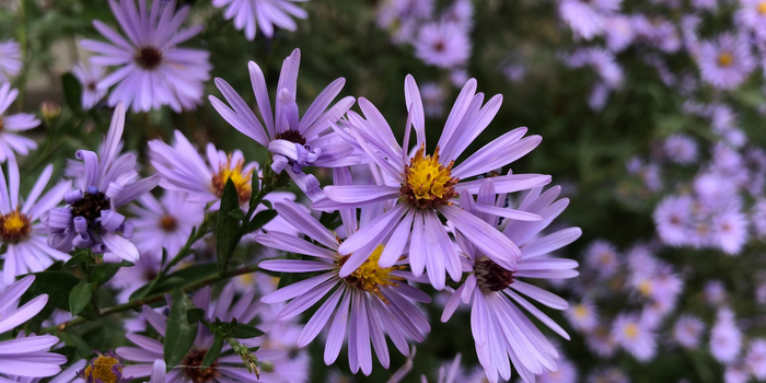 September Birth Flowers & Meanings | The Floraly Journal