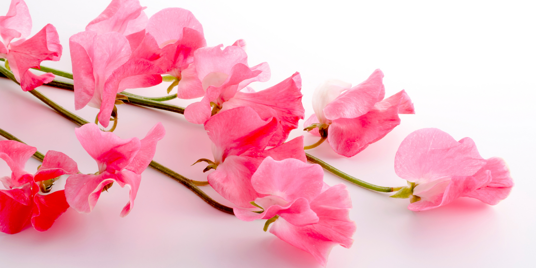 April Birth Flowers & Meanings: Sweet Pea & Daisy | Floraly