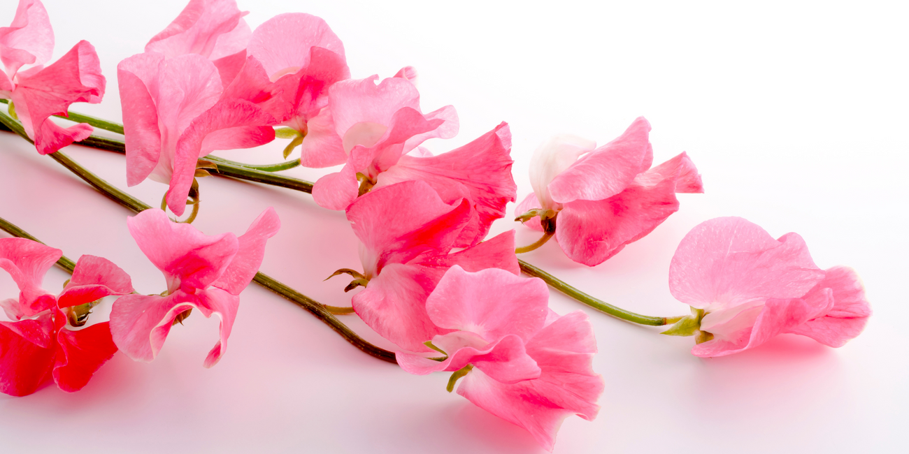 April Birth Flowers & Meanings: Sweet Pea & Daisy | Floraly