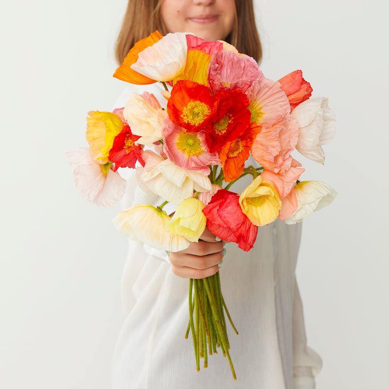 Mixed Poppies | Assorted Colours | Floraly