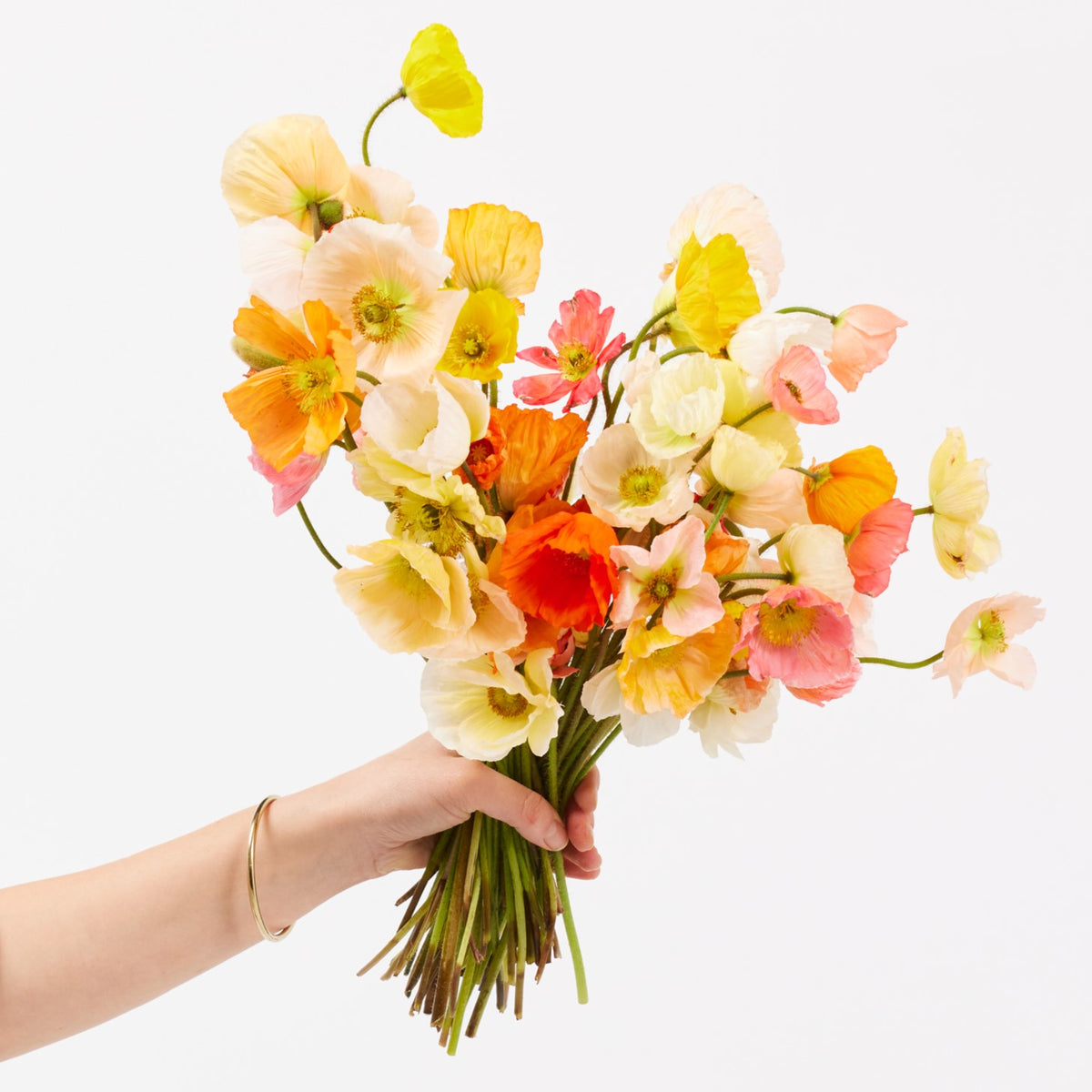 Mixed Poppies | Assorted Colours | Floraly