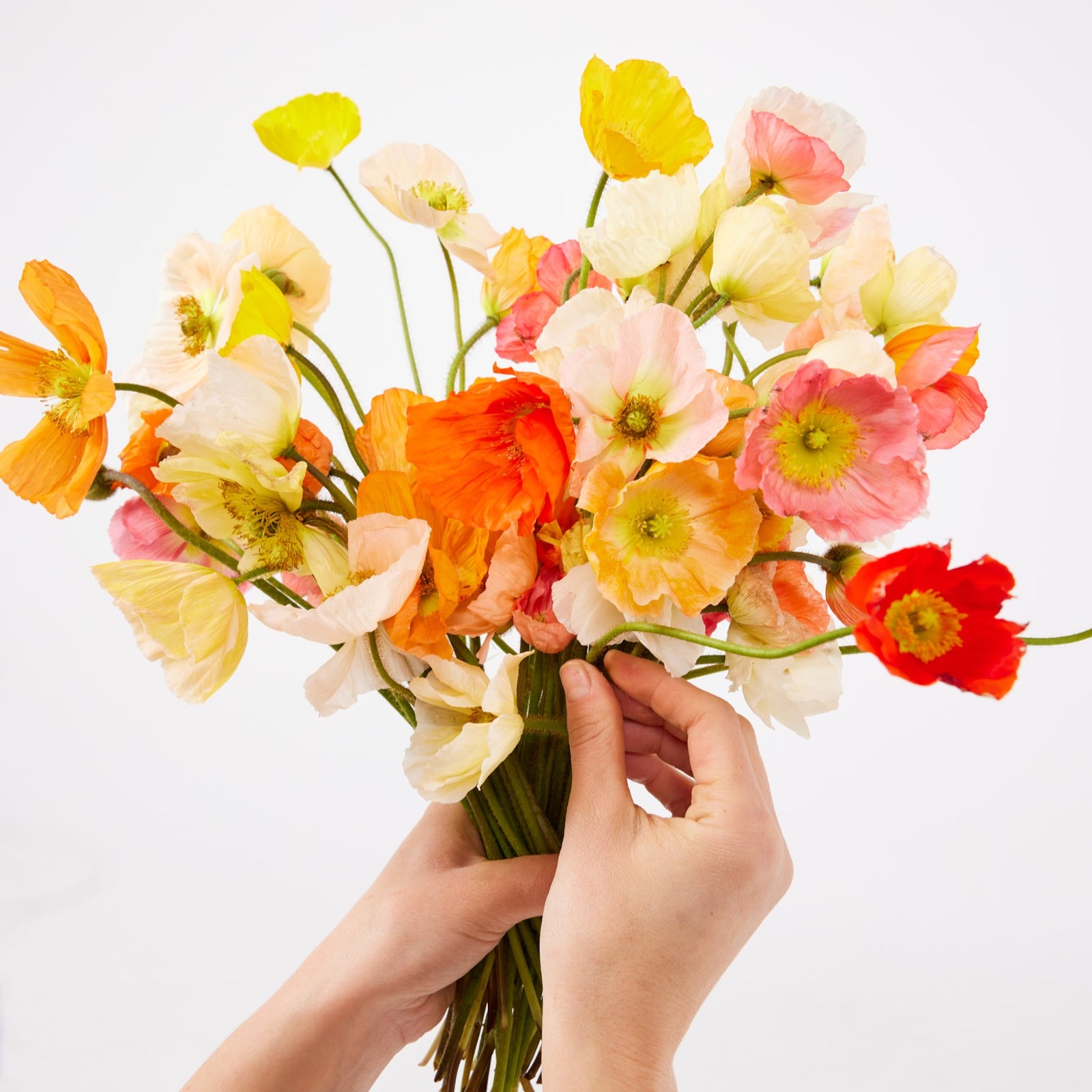 Mixed Poppies | Assorted Colours | Floraly