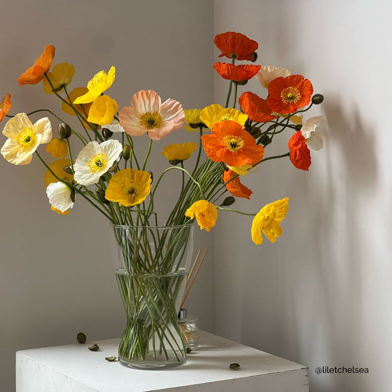 Mixed Poppies | Assorted Colours | Floraly