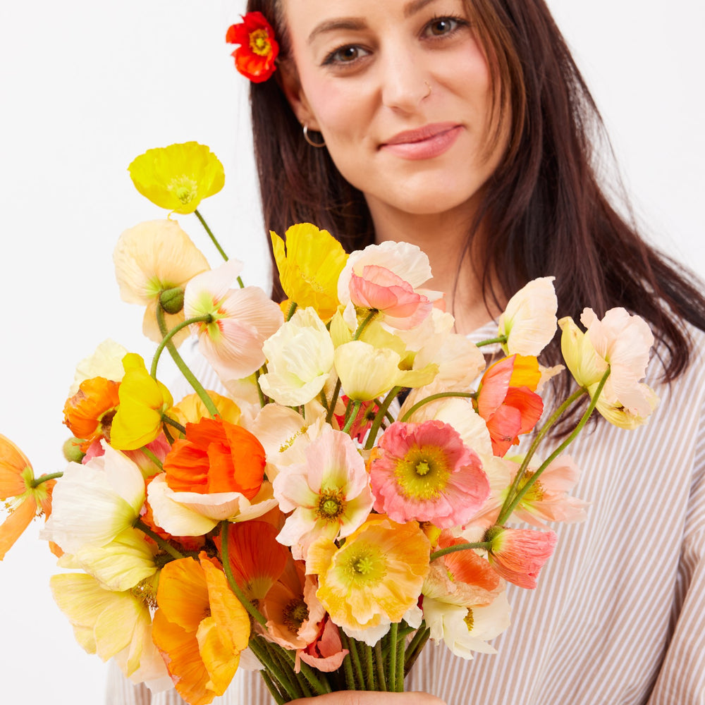 Mixed Poppies | Assorted Colours | Floraly