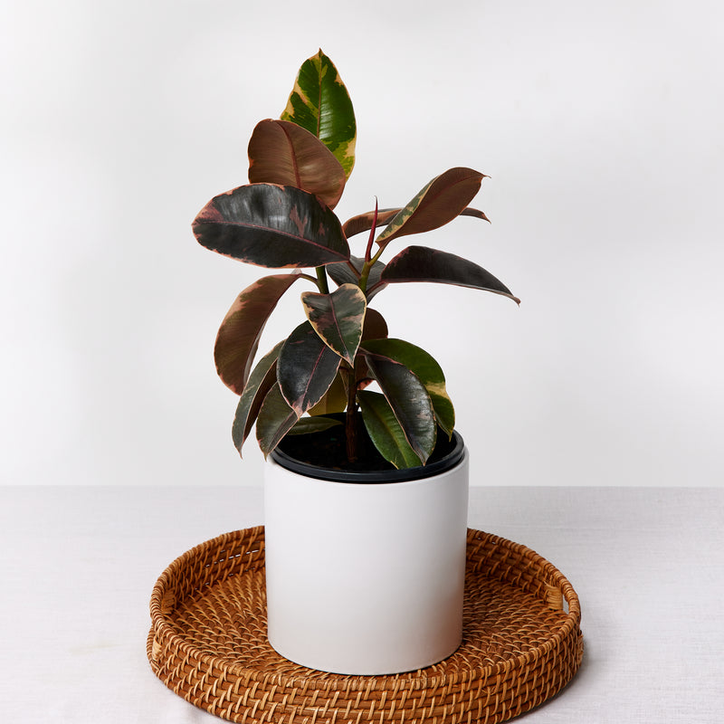 Rubber Plant (Ruby Ficus) | Plant Delivery | Floraly