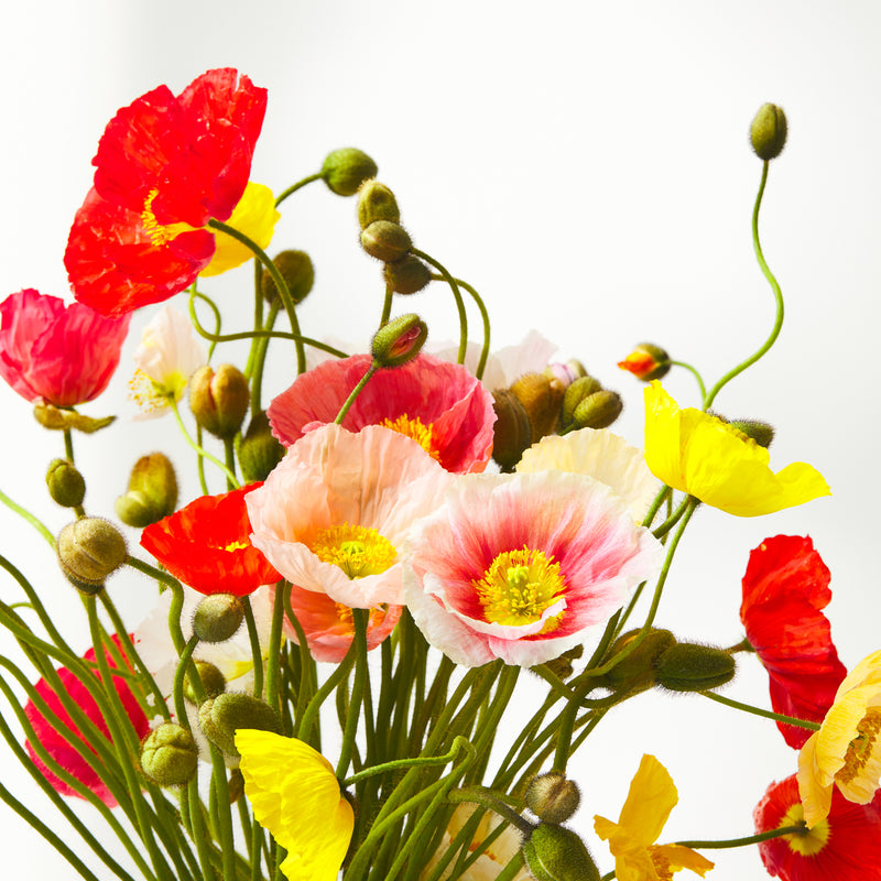 Mixed Poppies | Assorted Colours | Floraly