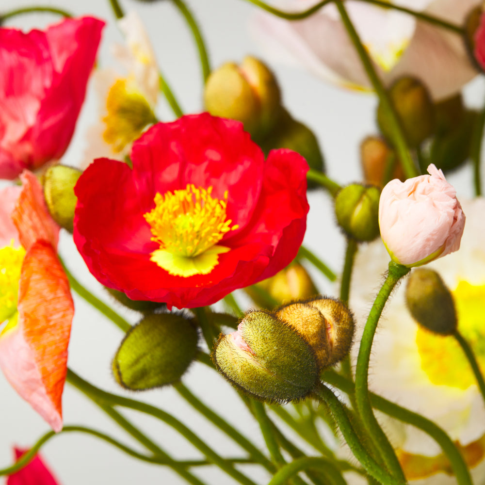 Mixed Poppies | Assorted Colours | Floraly