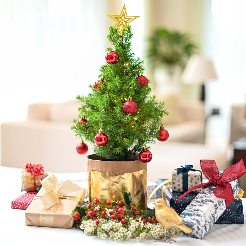 Tiny Christmas Tree - Send Thoughtful Gifts - Floraly