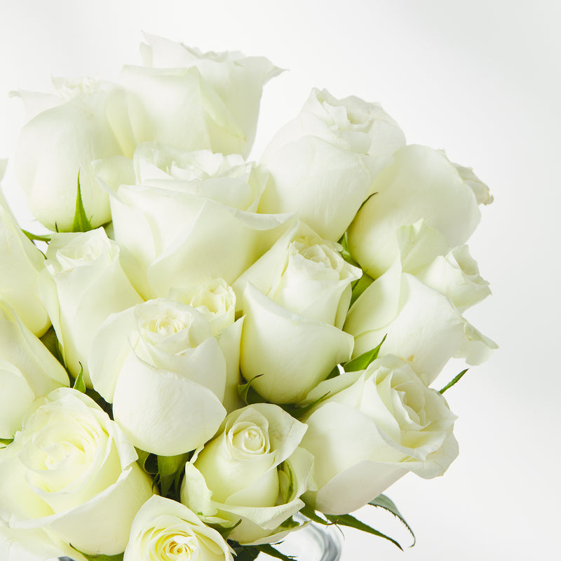 White Roses - Send Fresh Roses - Floraly