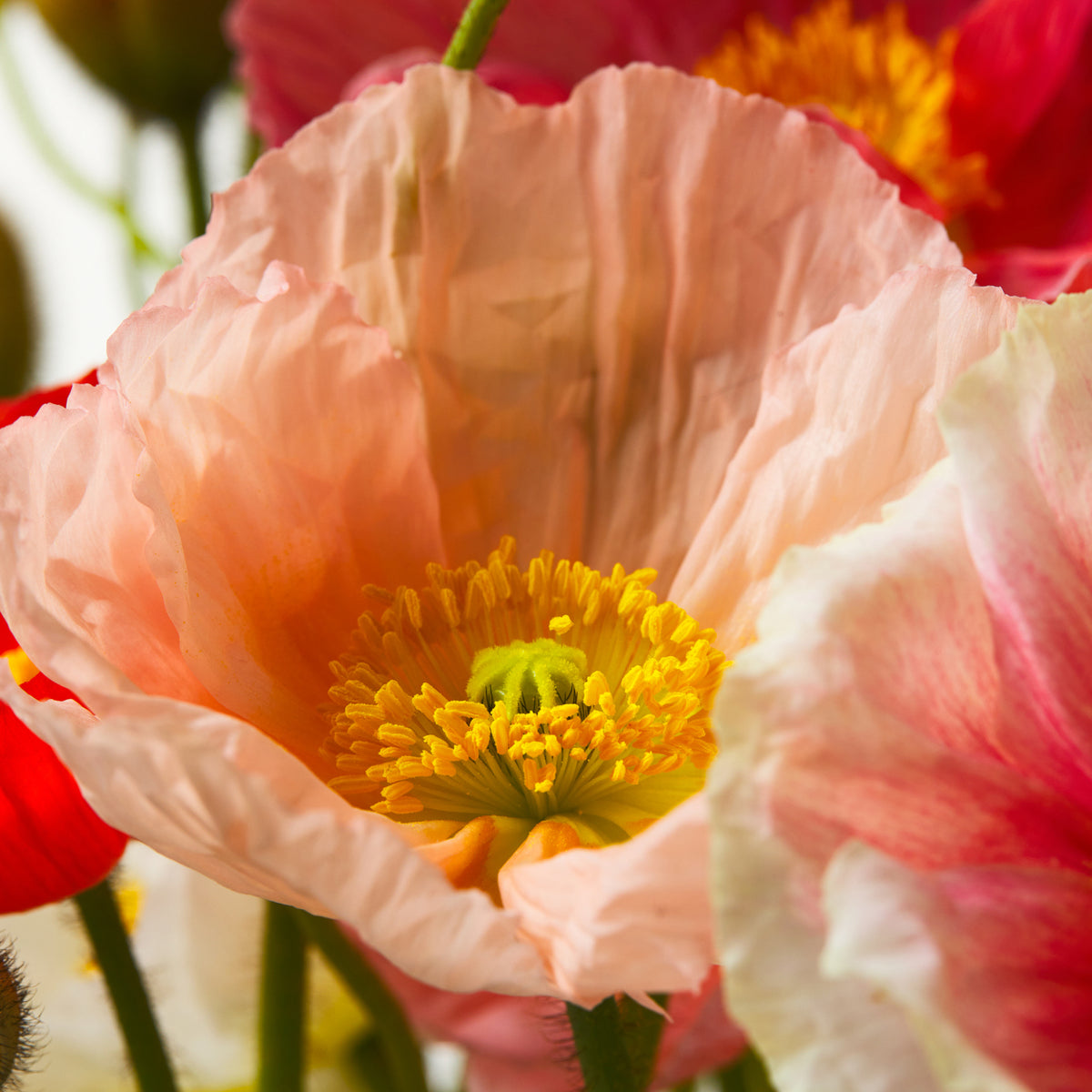Mixed Poppies | Assorted Colours | Floraly